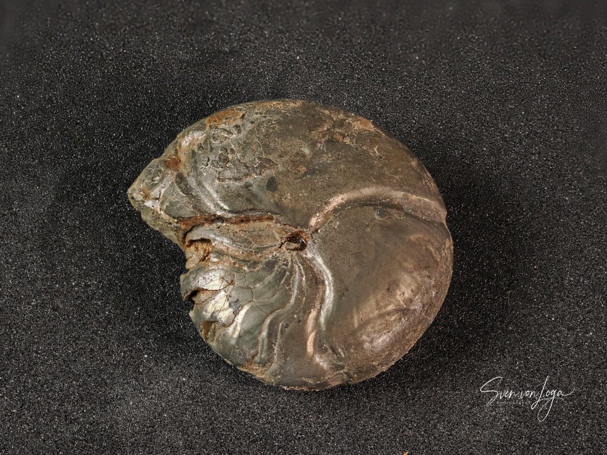 Pyritisierte Goniatiten aus dem Dolomitsteinbruch Cox in Bensberg ...