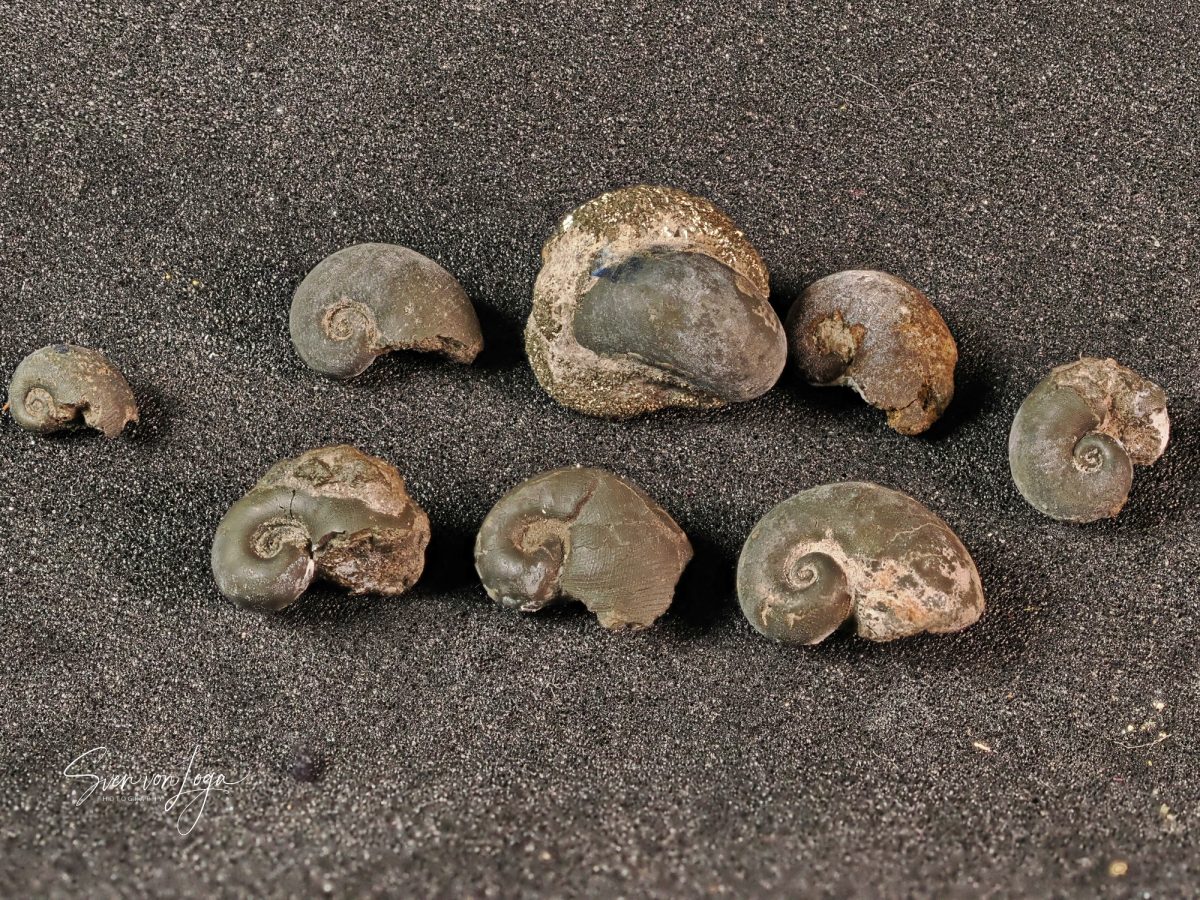 Pyritisierte Goniatiten aus dem Dolomitsteinbruch Cox in Bensberg ...