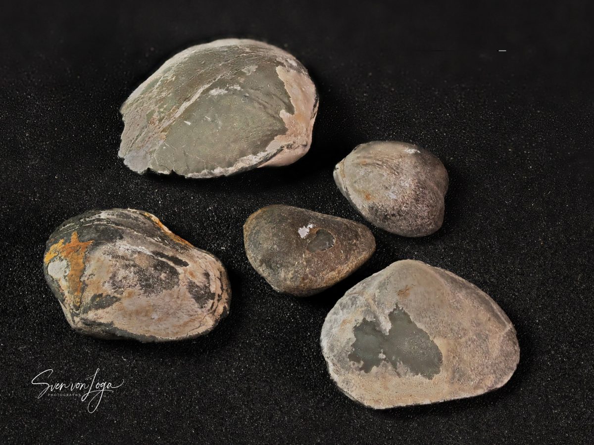 Pyritisierte Goniatiten aus dem Dolomitsteinbruch Cox in Bensberg ...