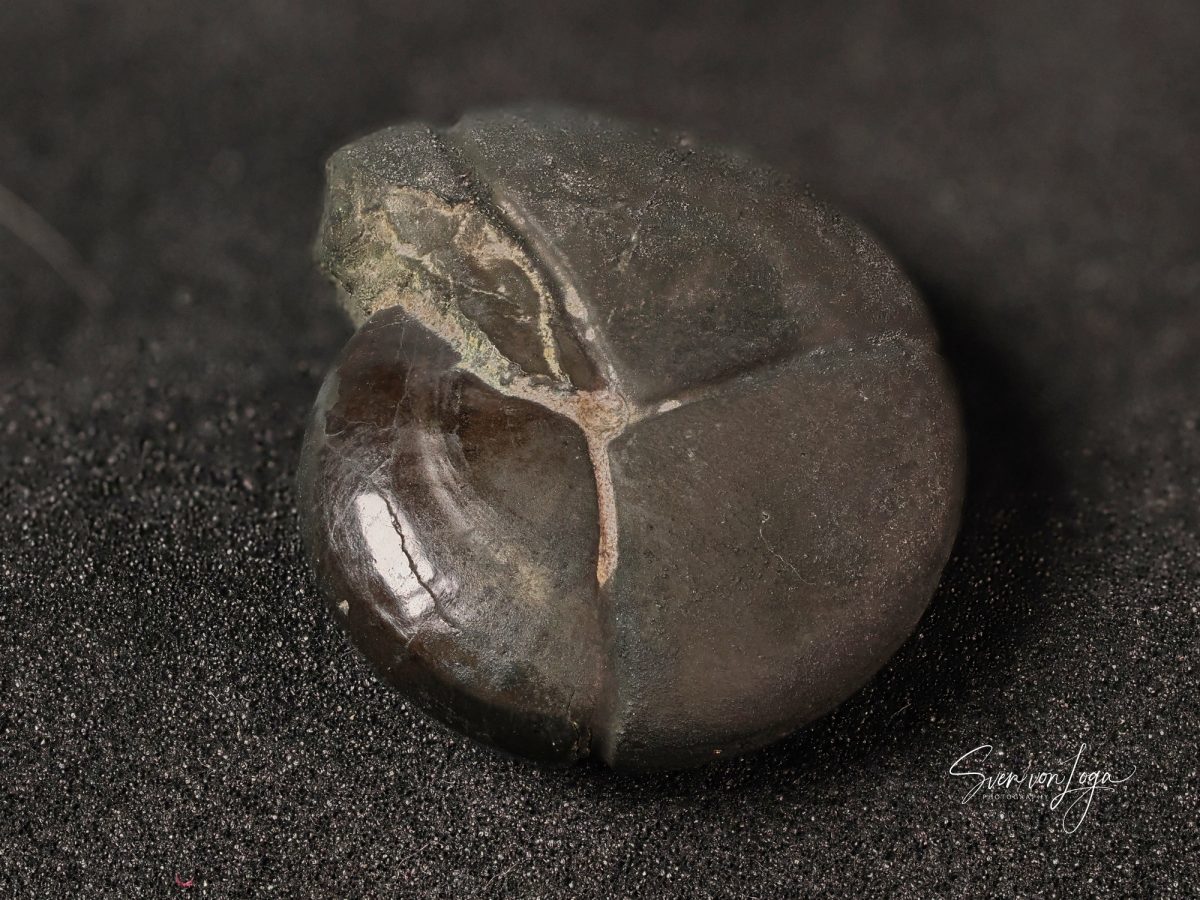 Pyritisierte Goniatiten aus dem Dolomitsteinbruch Cox in Bensberg ...