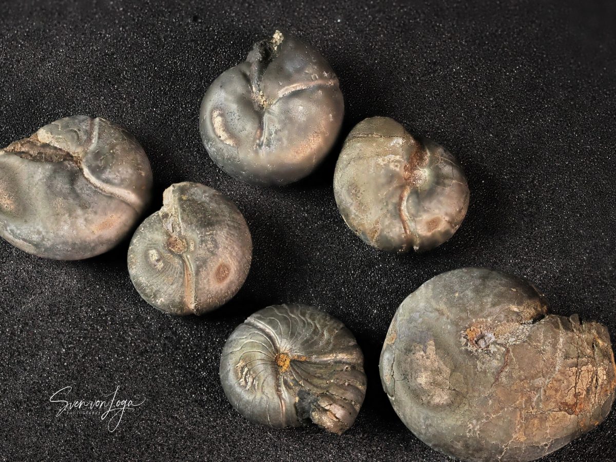 Pyritisierte Goniatiten aus dem Dolomitsteinbruch Cox in Bensberg ...